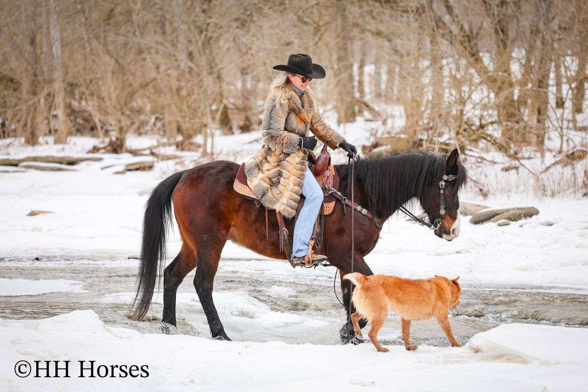 Family Friendly Gentle Dark Bay Morgan QH Cross Gelding, Youth Ridden