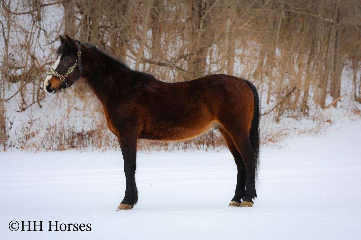 Family Friendly Gentle Dark Bay Morgan QH Cross Gelding, Youth Ridden