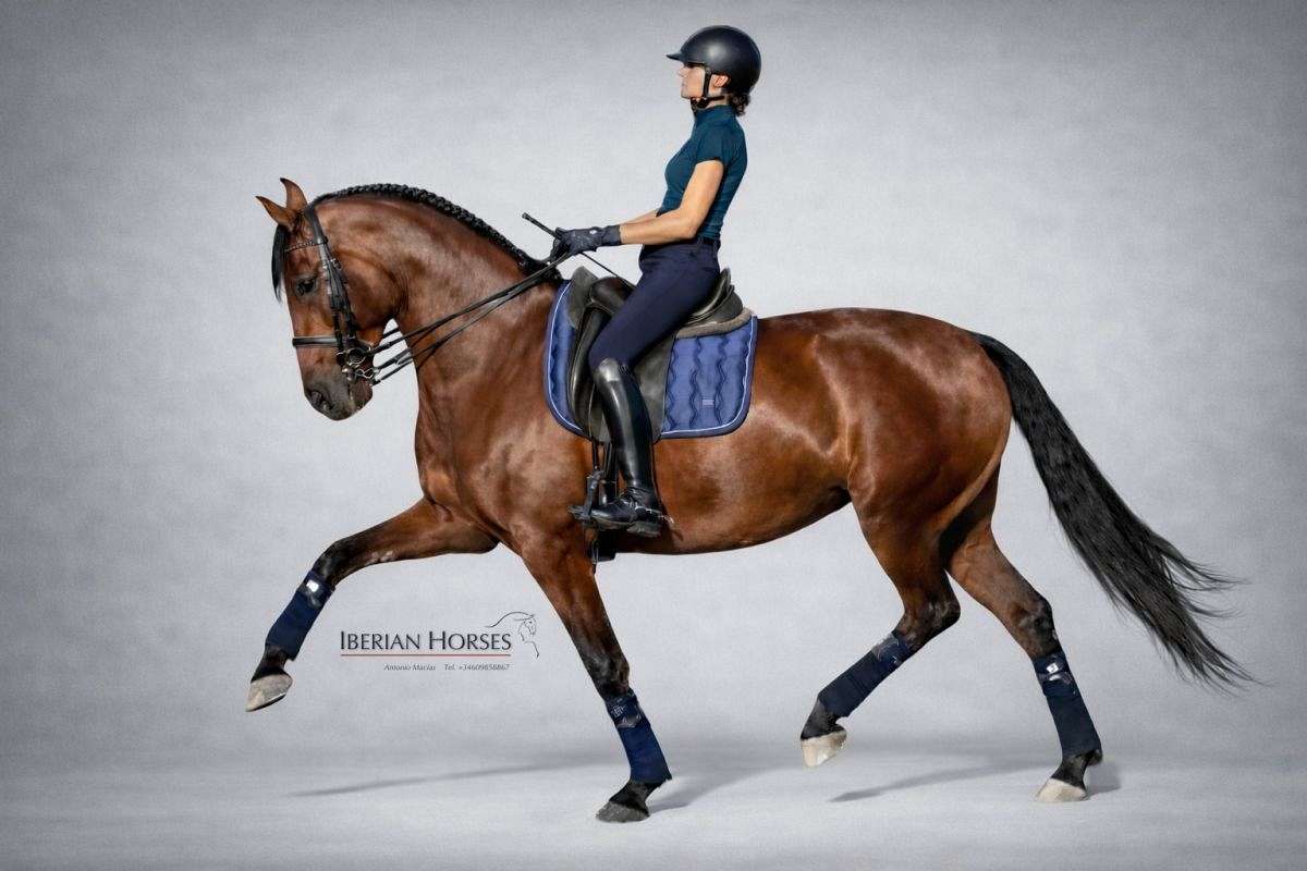 High-Quality PRE Mare At Advanced Level and Piro Free.