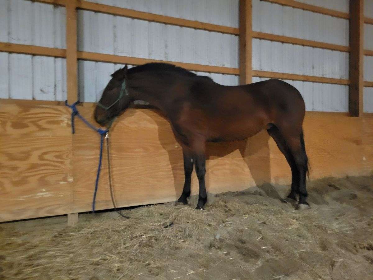 Bay Pearl Andalusian Mare