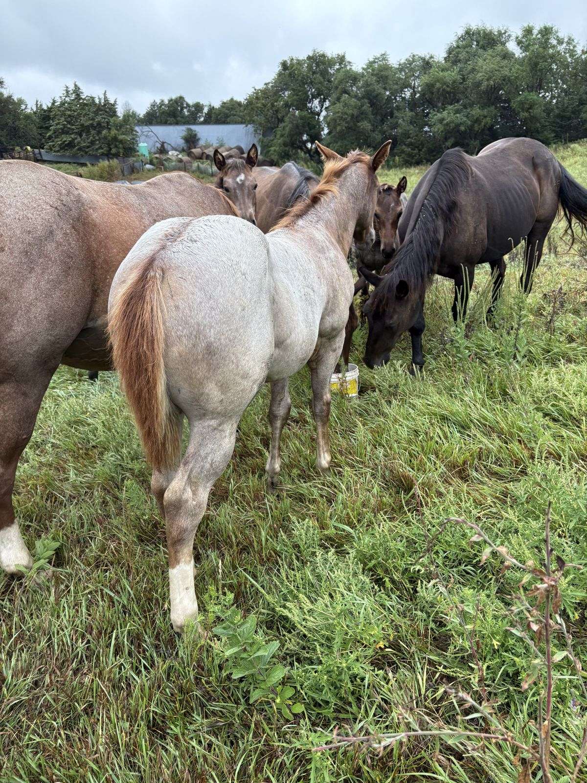 Shining Spark, Peptoboonsmal, Freckles Playboy, Red Roan Stud, Fancy