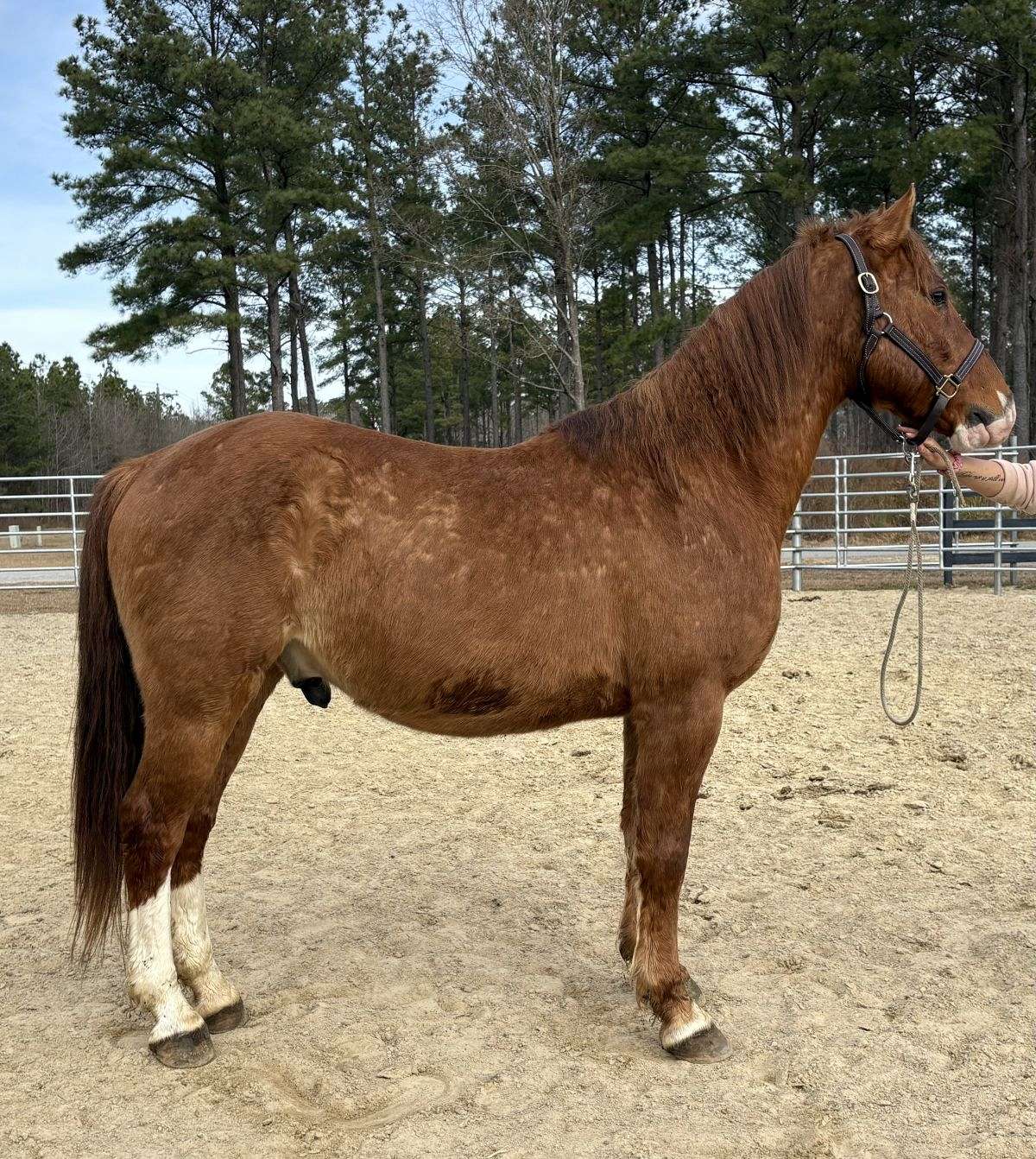 Dun QH Gelding