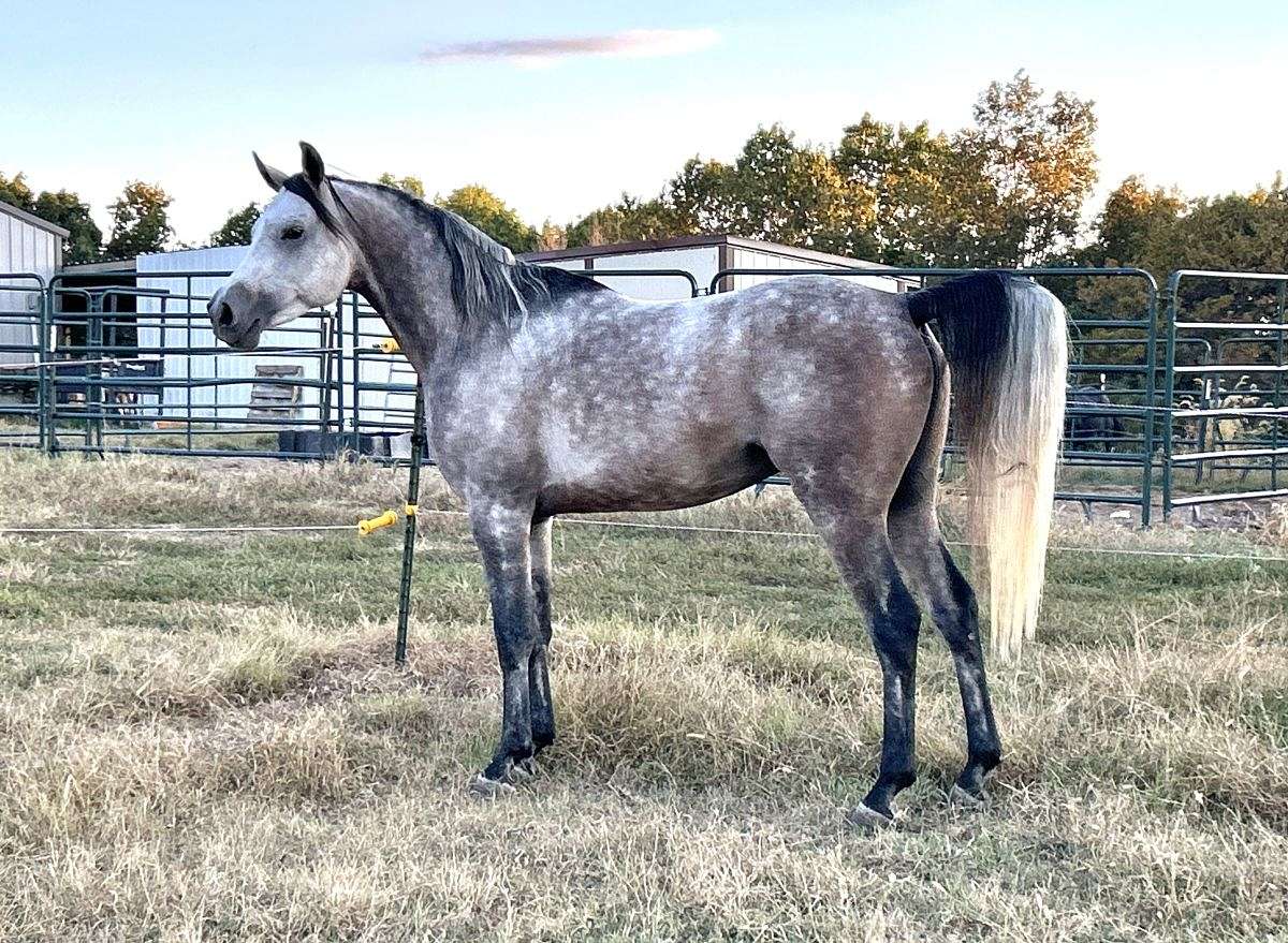 Young Se Stallion - Older Bloodlines