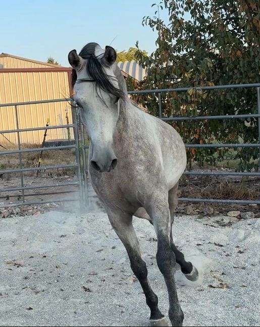 Young Se Stallion - Older Bloodlines