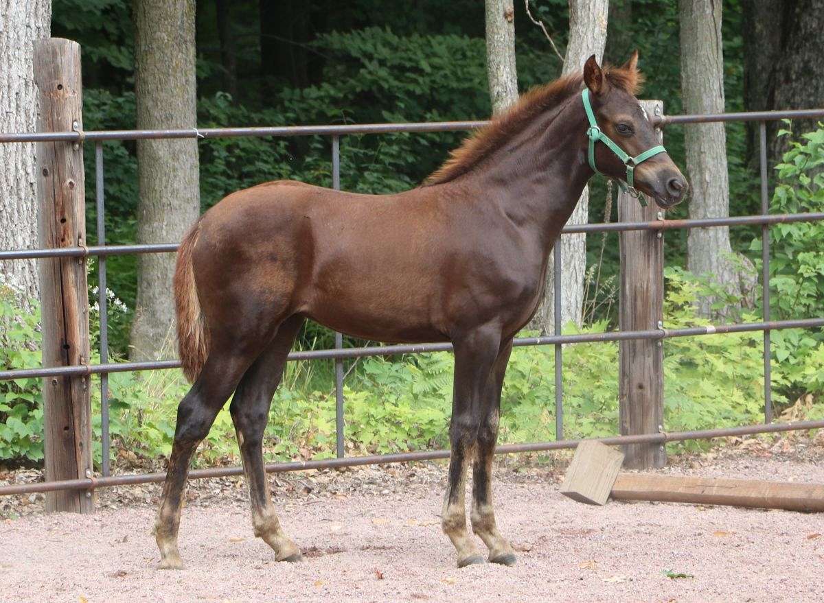 Liver Chestnut Gaited Morgan Filly. Deluxe Trail Horse!