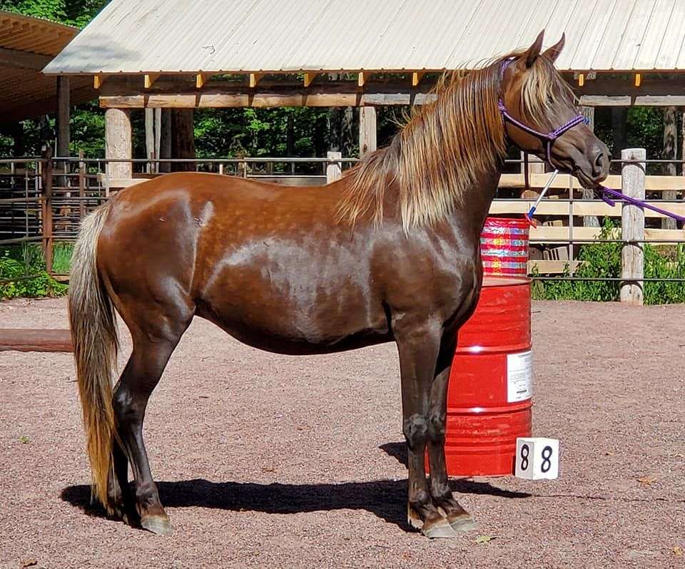 Liver Chestnut Gaited Morgan Filly. Deluxe Trail Horse!