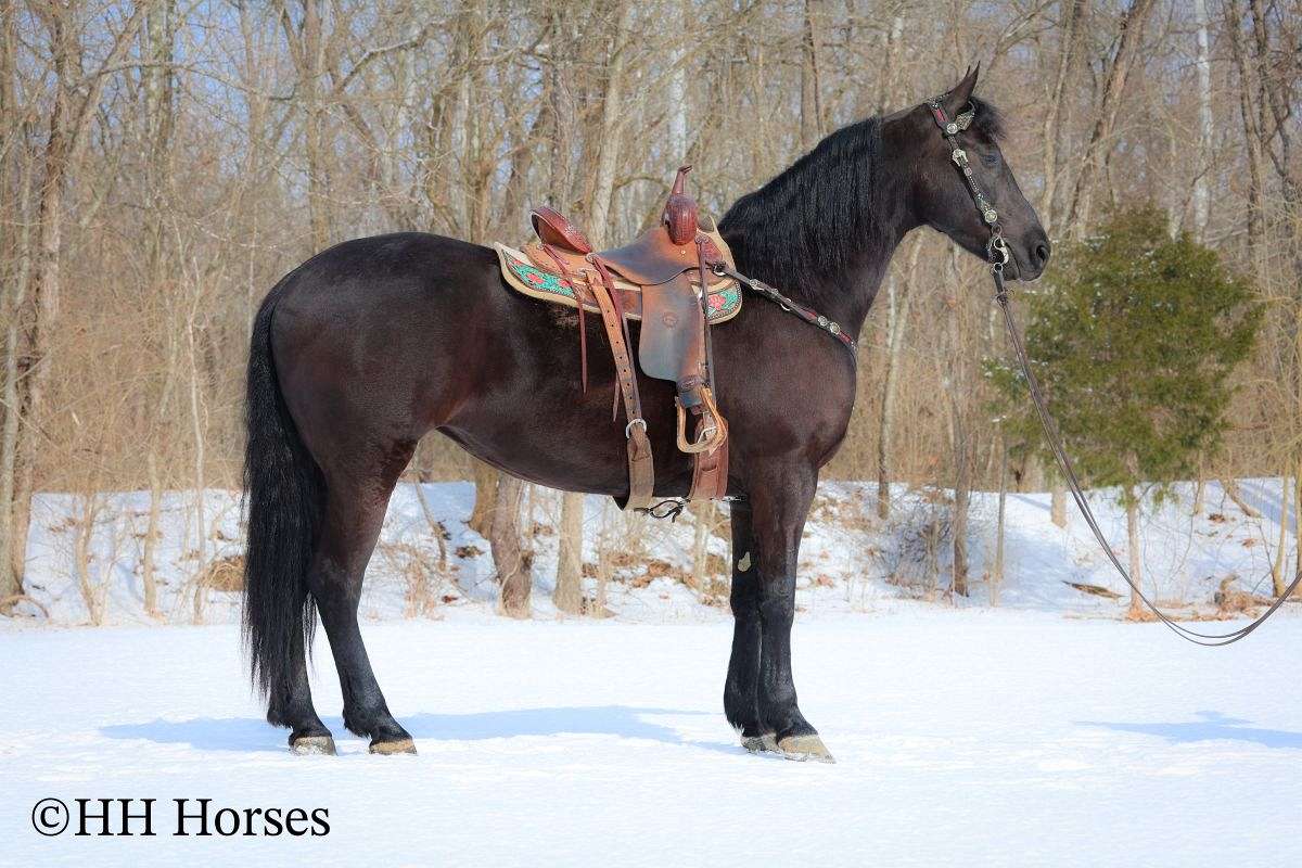 Fancy Friesian Sport Horse Mare, Rides and Drives, Smart and Sensible