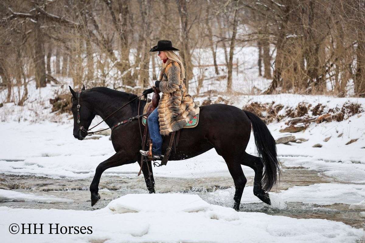 Fancy Friesian Sport Horse Mare, Rides and Drives, Smart and Sensible