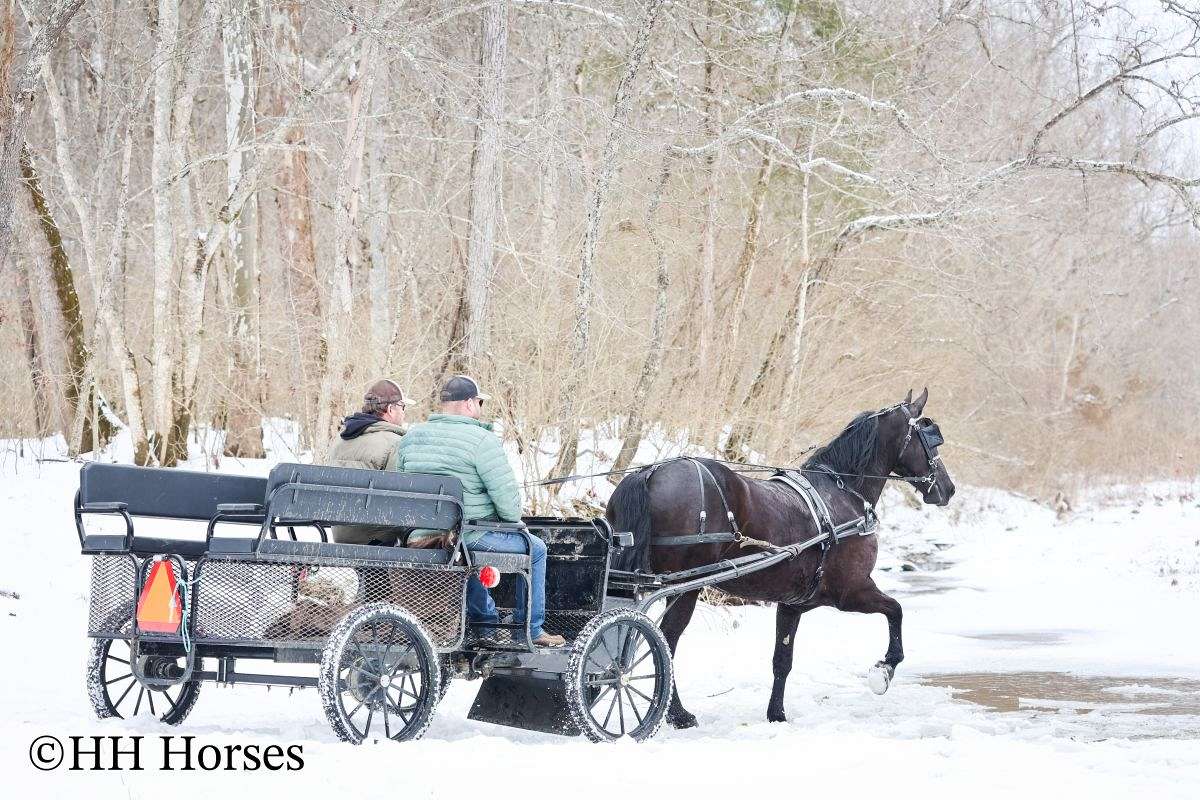 Fancy Friesian Sport Horse Mare, Rides and Drives, Smart and Sensible