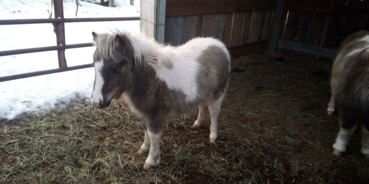 Pinto Miniature Filly