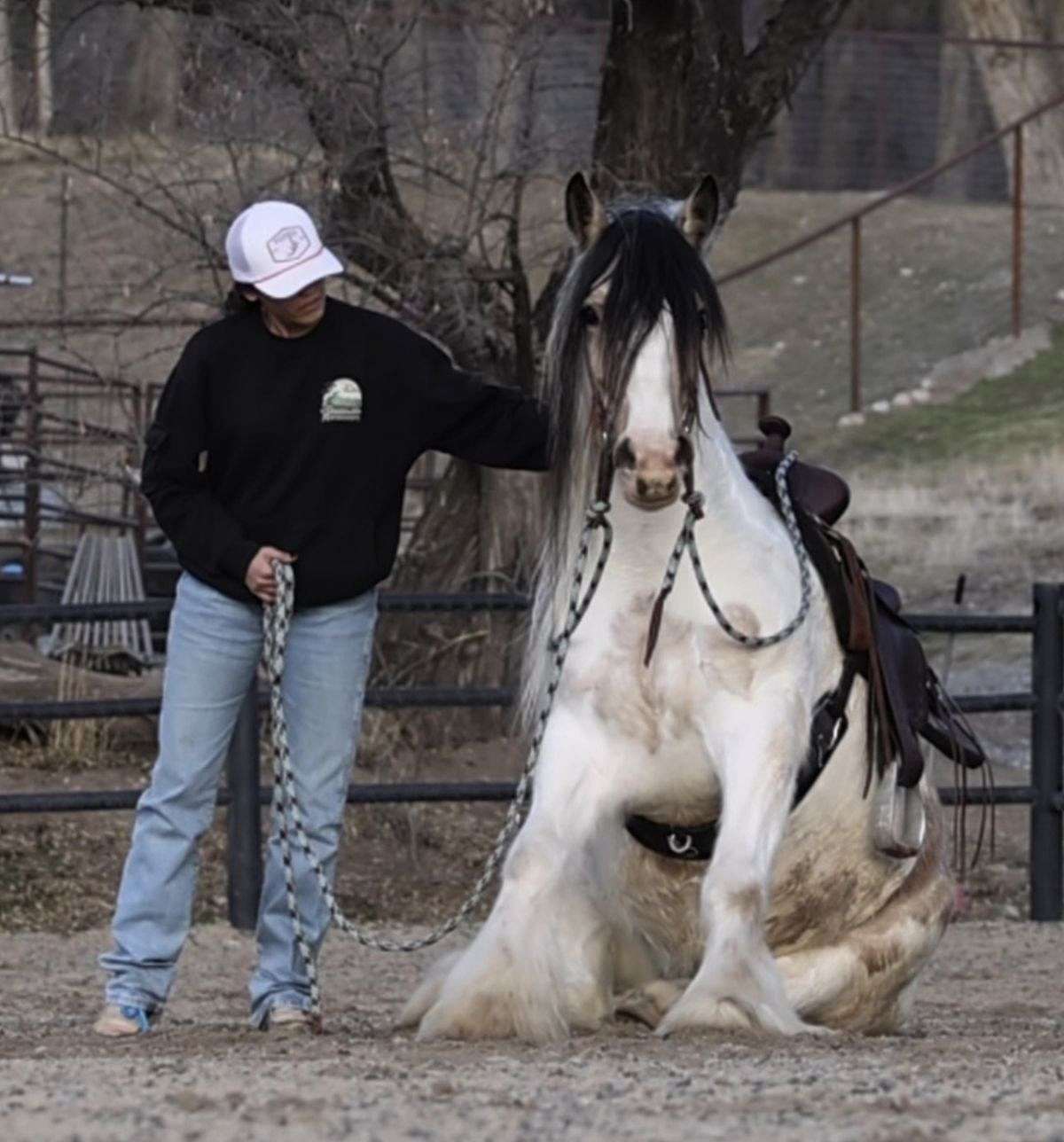 Gorgeous Buckskin Gypsy Mare