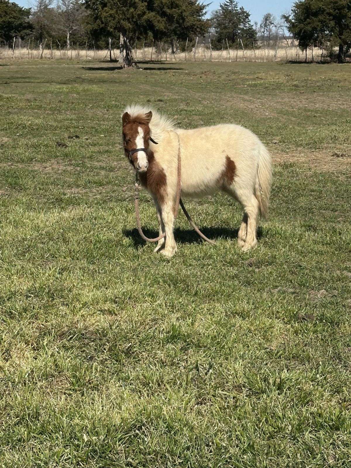 White and Red Paint Filly
