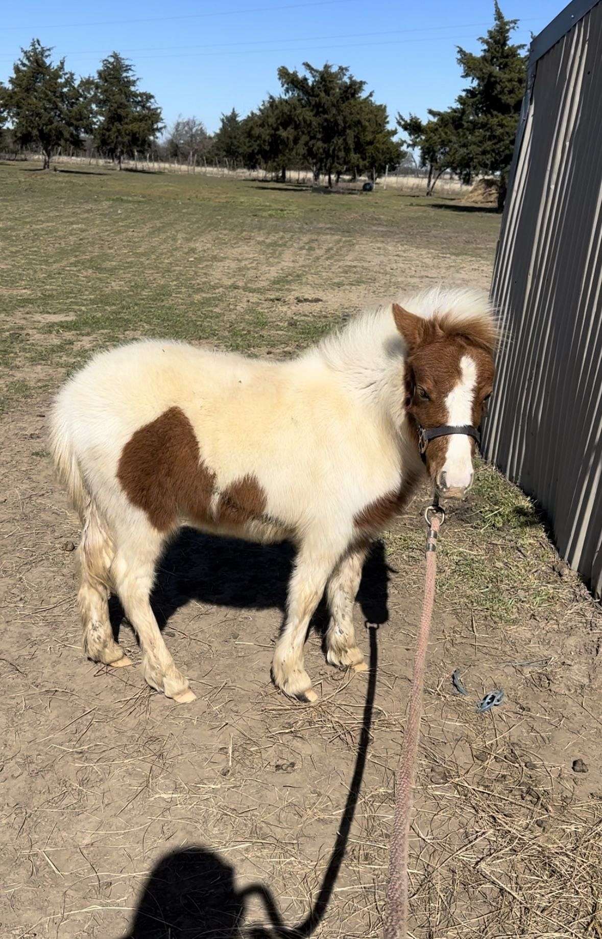 White and Red Paint Filly