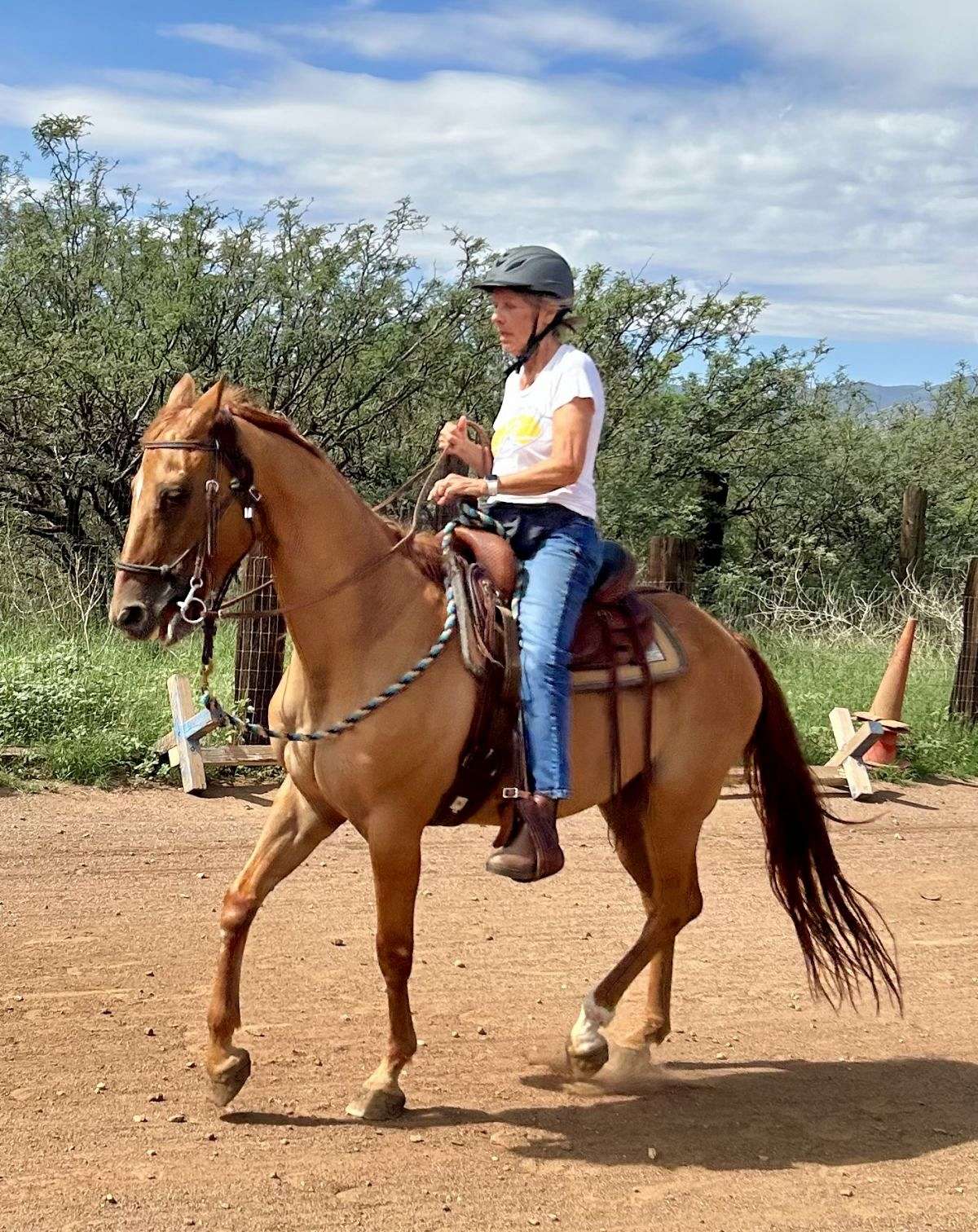21-Year-Old Gelding