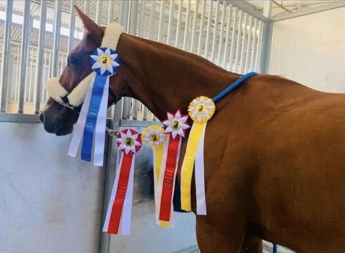 OTTB Gelding