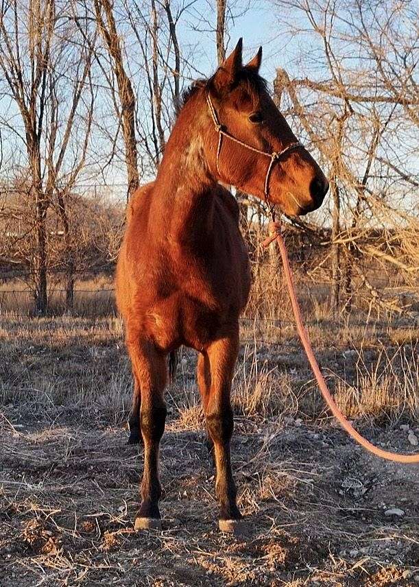 Rootbeer - Sale Pending - Ready to Start Oswald/High Rolling Roany Filly