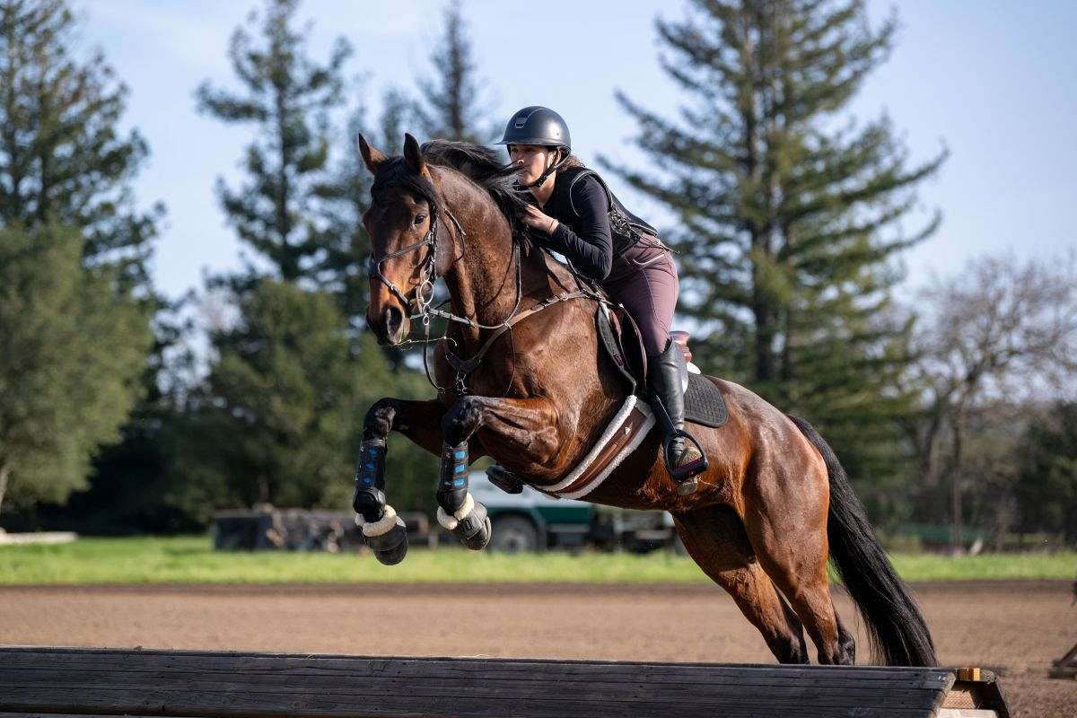 Tiger - Athletic 17hh Mare Jumpers, Dressage, Eventing