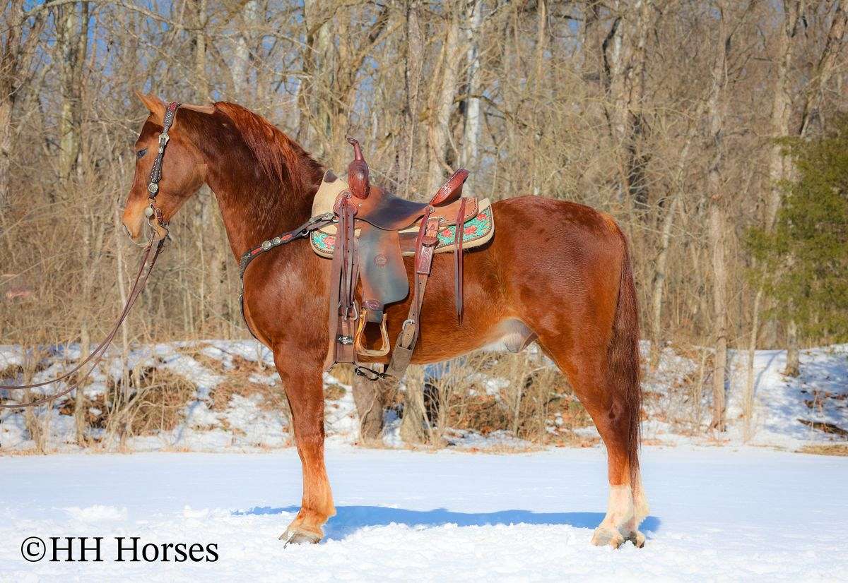 Super Fancy, Lots of Action, Purebred Morgan Gelding, Ride & Drive