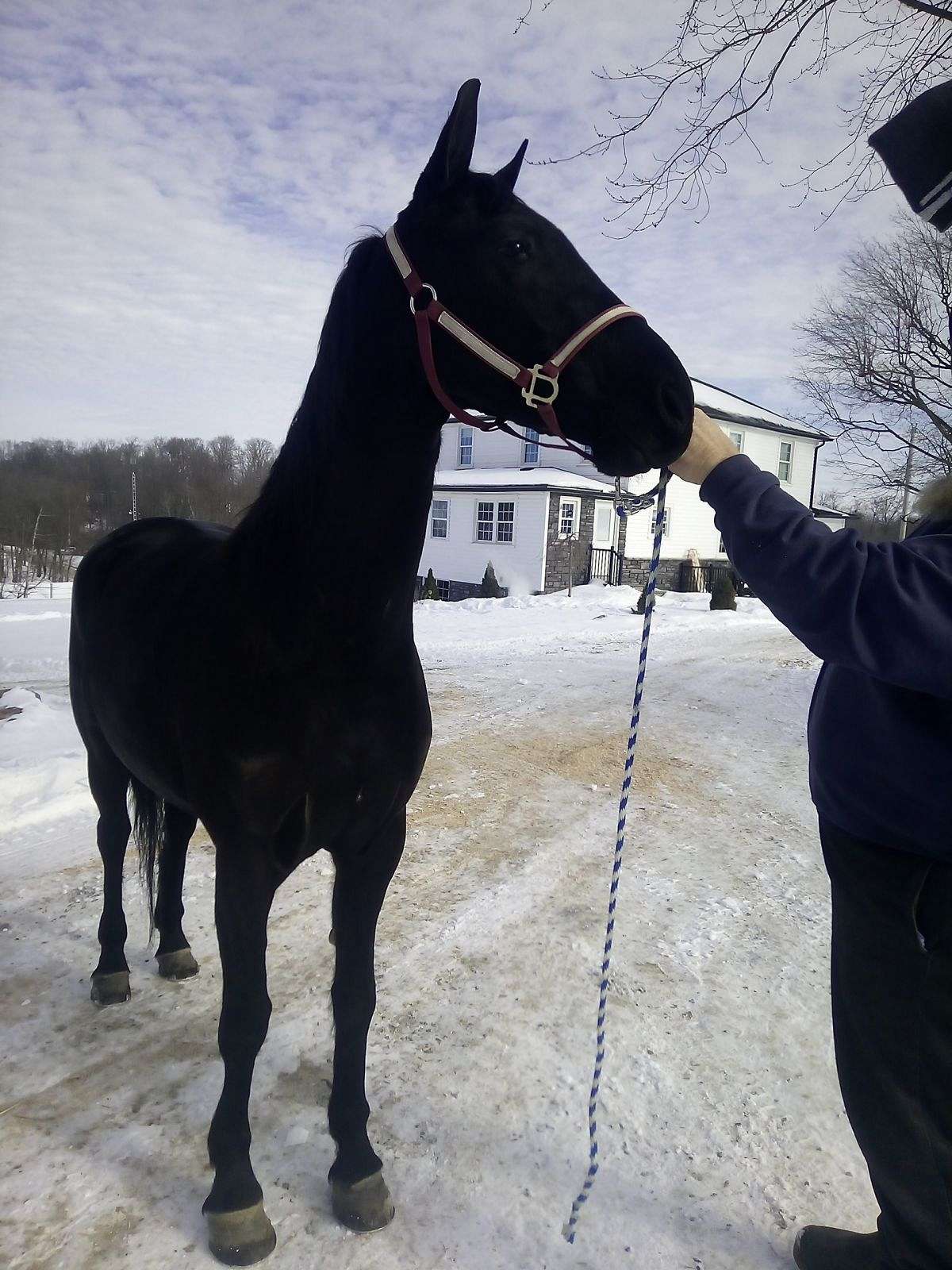2022 Pony Mare