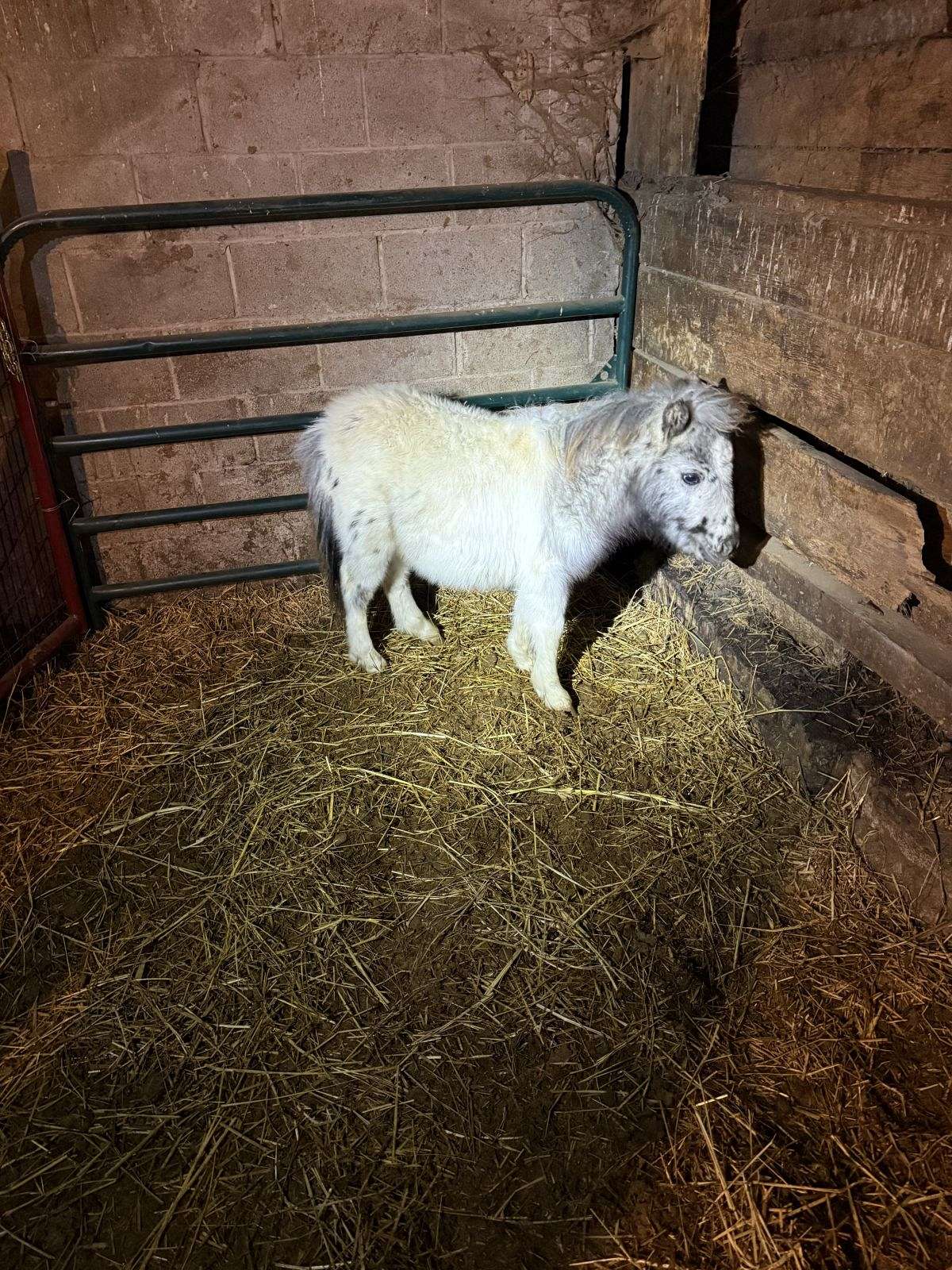 Pretty Pintaloosa Colt