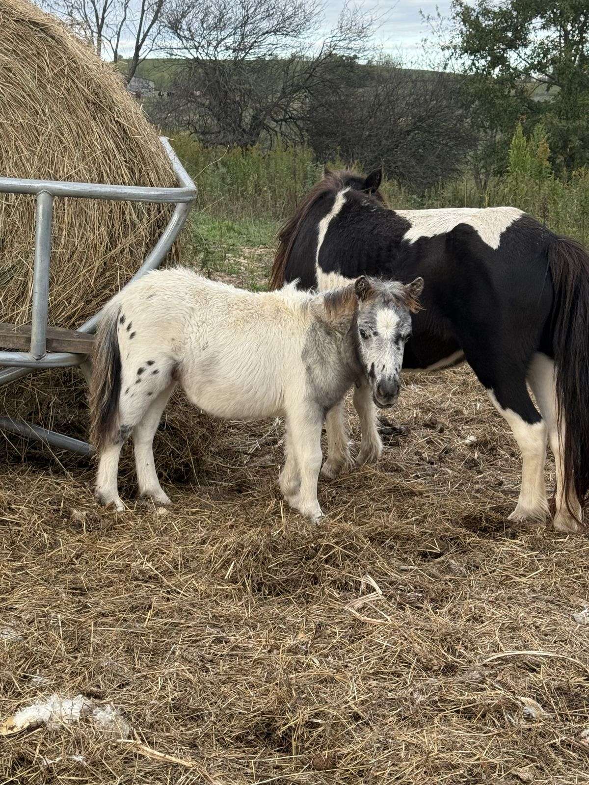 Pretty Pintaloosa Colt