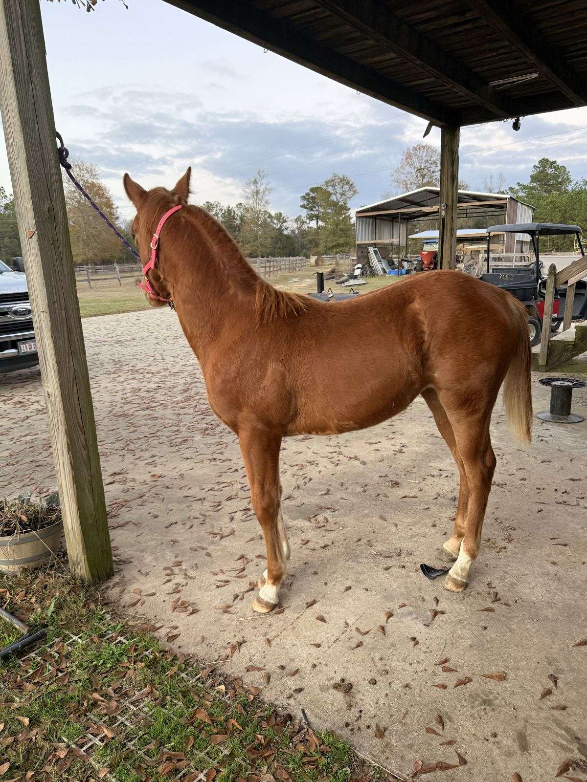 Sorrel Filly