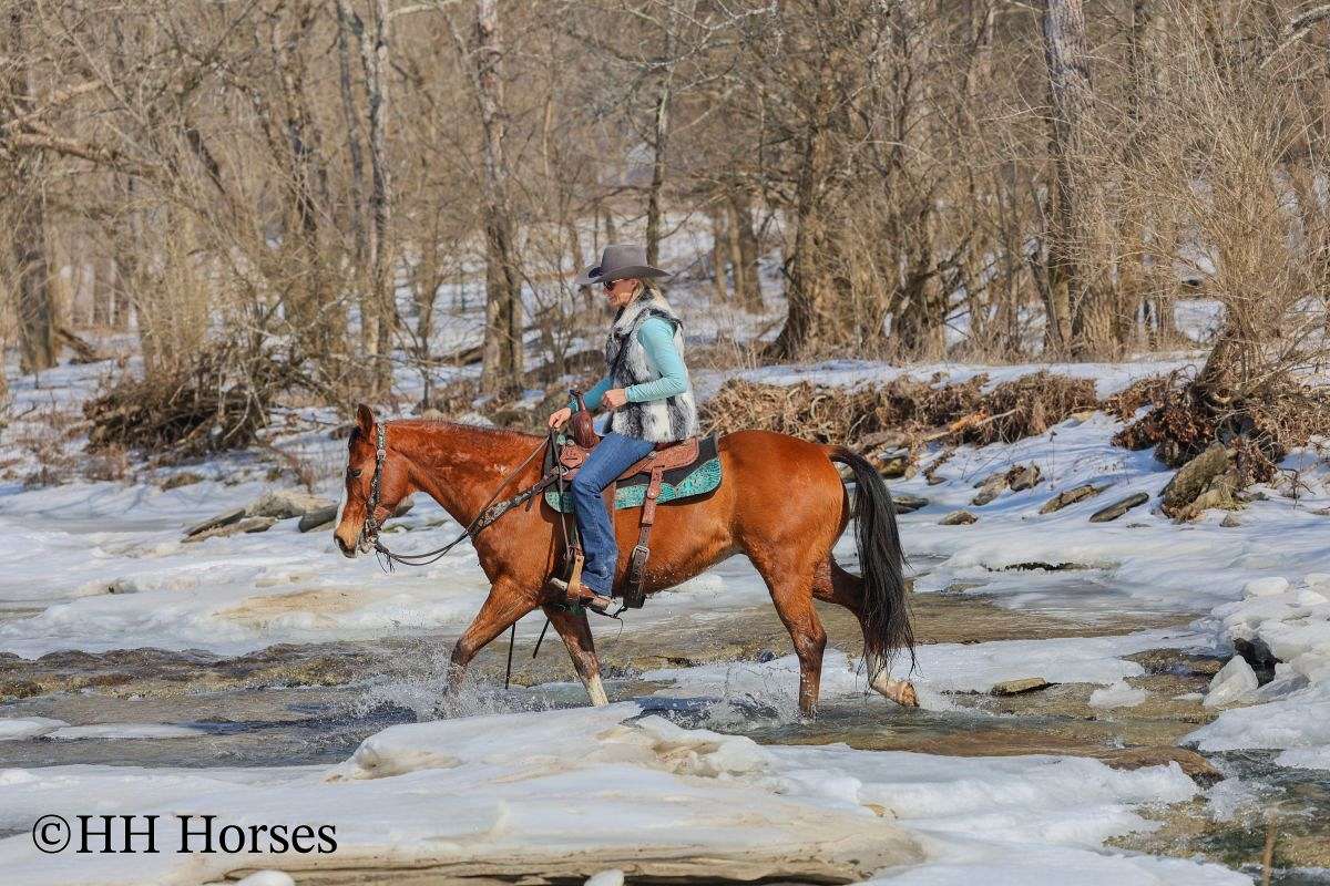 Real Broke, Fun, Handy, Calm Bay Quarter Horse Gelding, Ranch, Rope, Trails