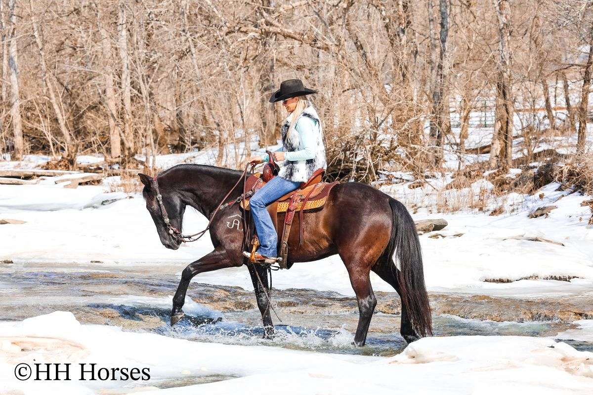 Handsome, Fancy, Suave and Very Athletic Friesian Quarter Horse Crossbred