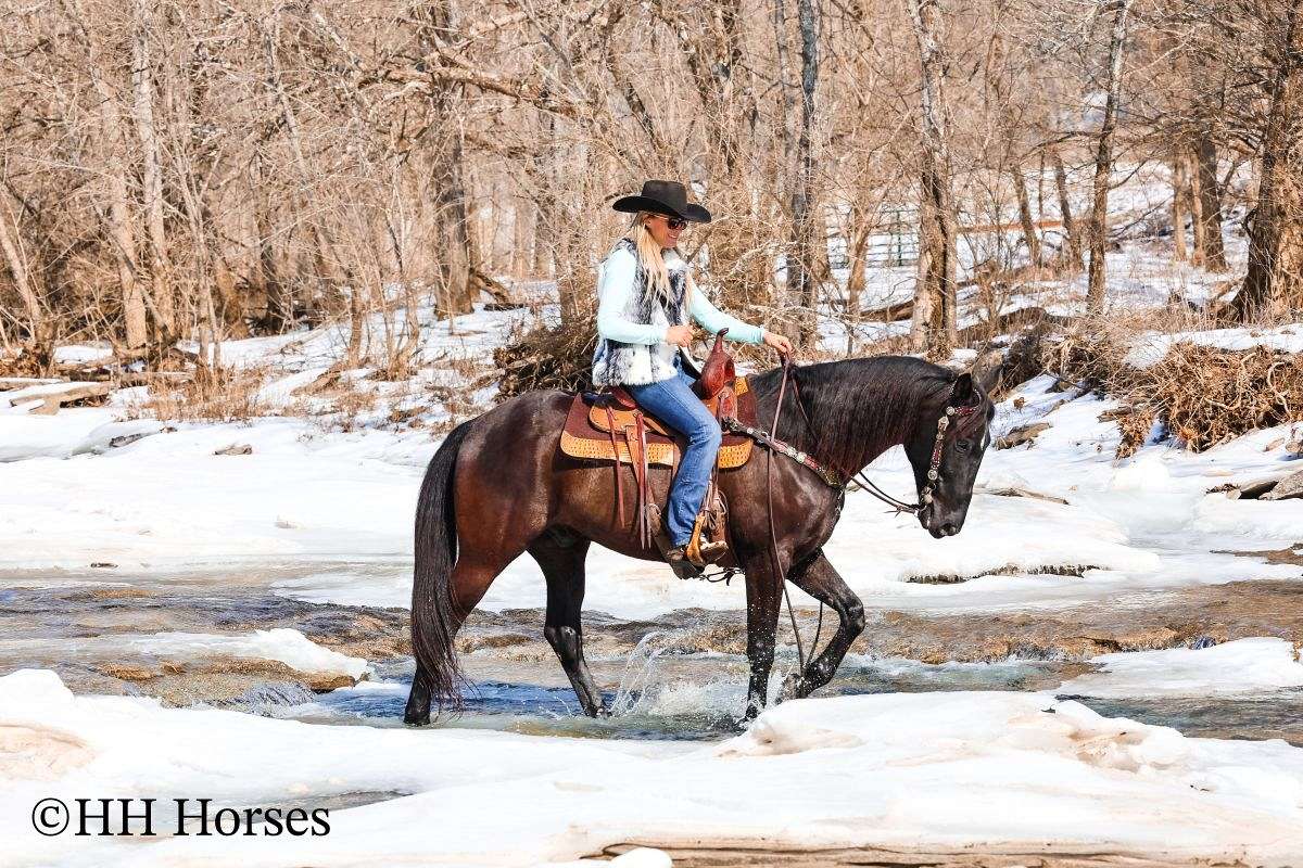 Handsome, Fancy, Suave and Very Athletic Friesian Quarter Horse Crossbred