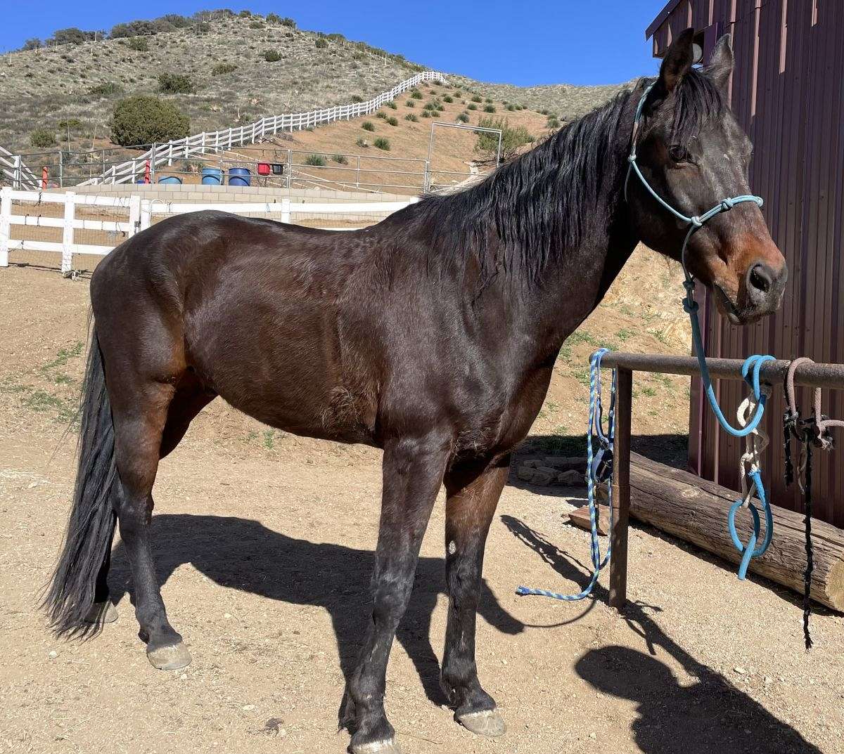 Quarter Horse/Appendix All Around Gelding