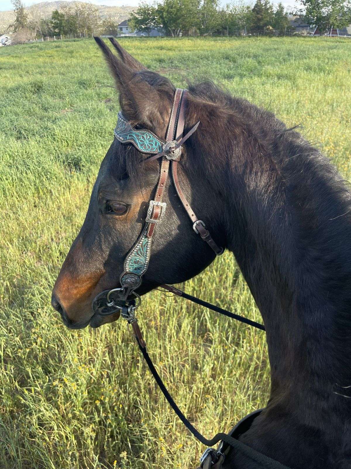 Quarter Horse/Appendix All Around Gelding