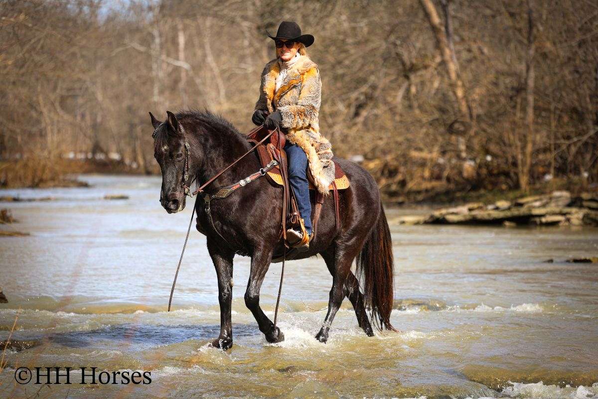 Smooth Missouri Fox Trotter Mare, Easy to Ride, Fun and Well Broke