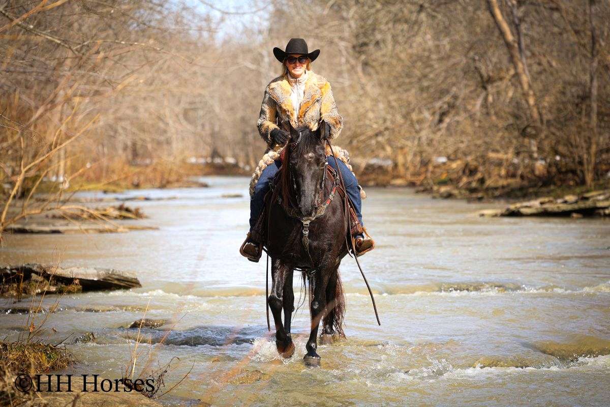 Smooth Missouri Fox Trotter Mare, Easy to Ride, Fun and Well Broke