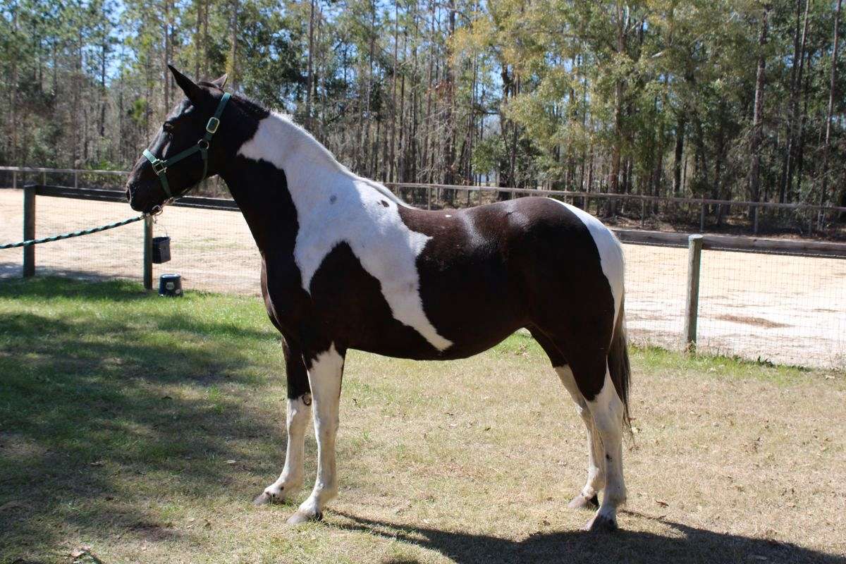 Tennessee Walking Horse 5 Year Old Stunning Black and White Tobiano Mare