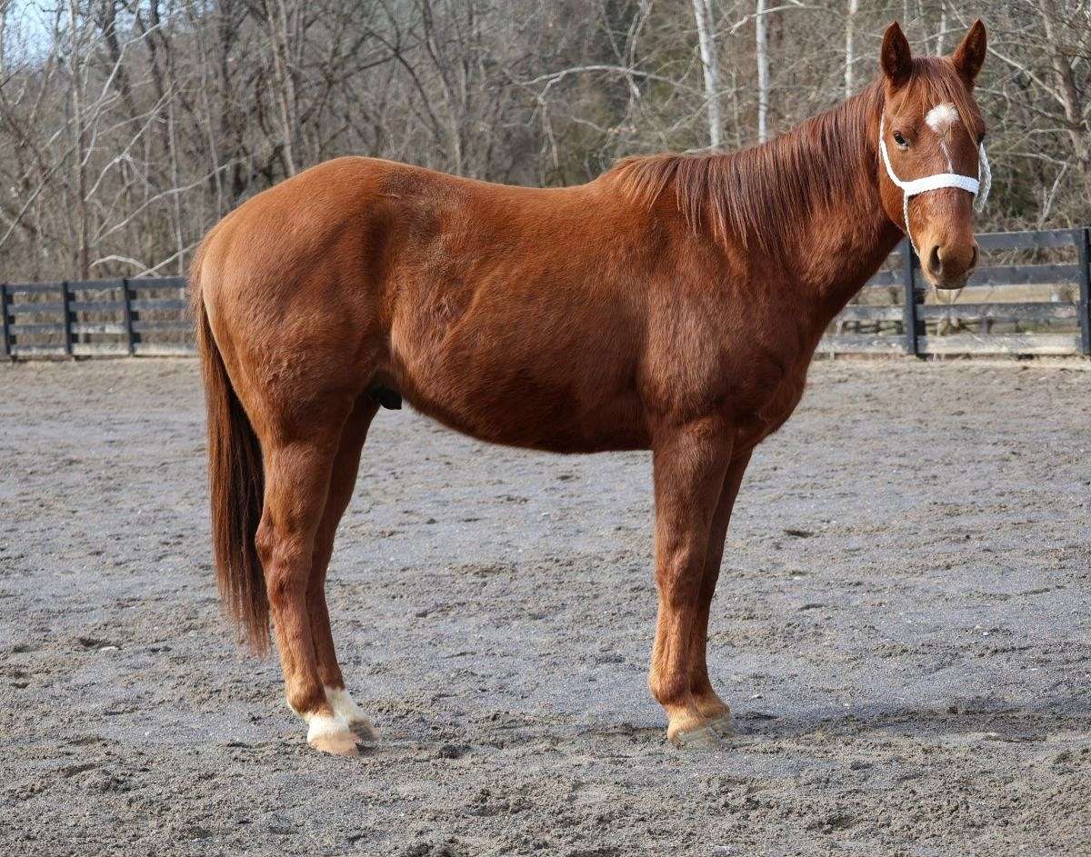 Athletic Rodeo Prospect