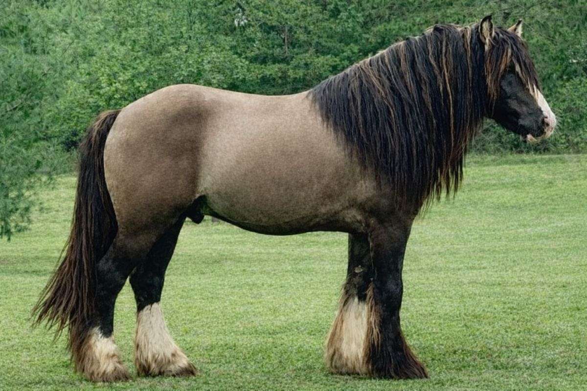Grulla Draft Cross 3/4 Draft