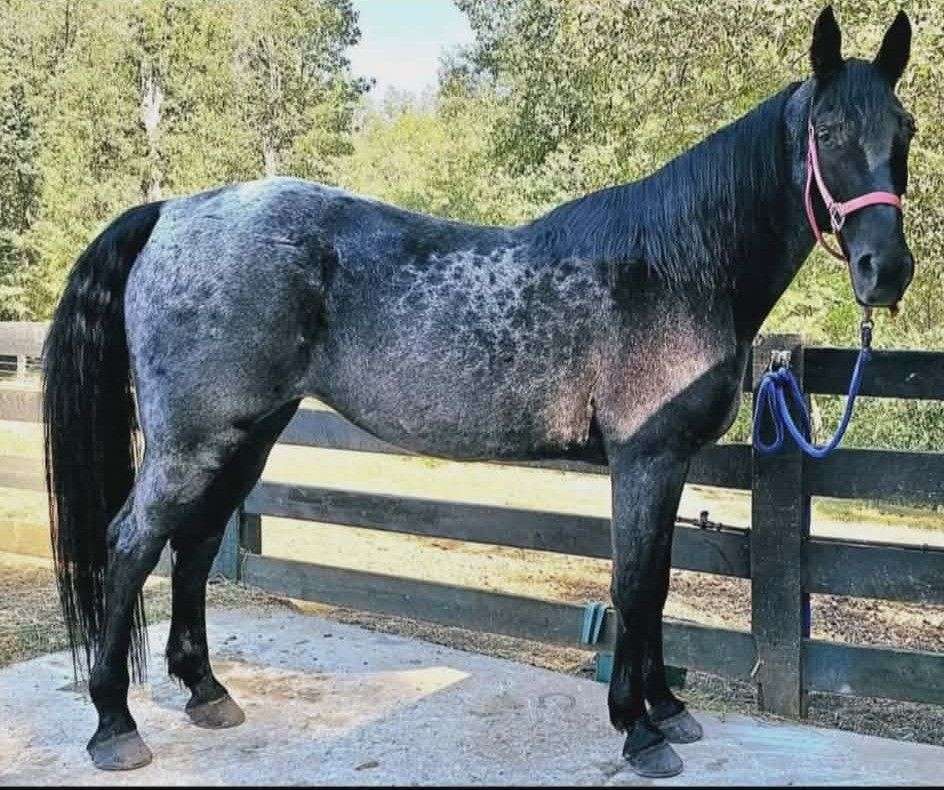 Gorgeous True Blue Roan TWH Mare. (Sold)