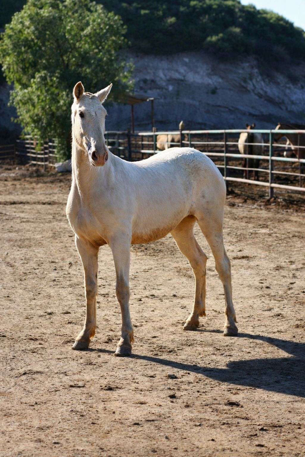Rare Perlina PRE Filly With Cream Gene and Prl Gene