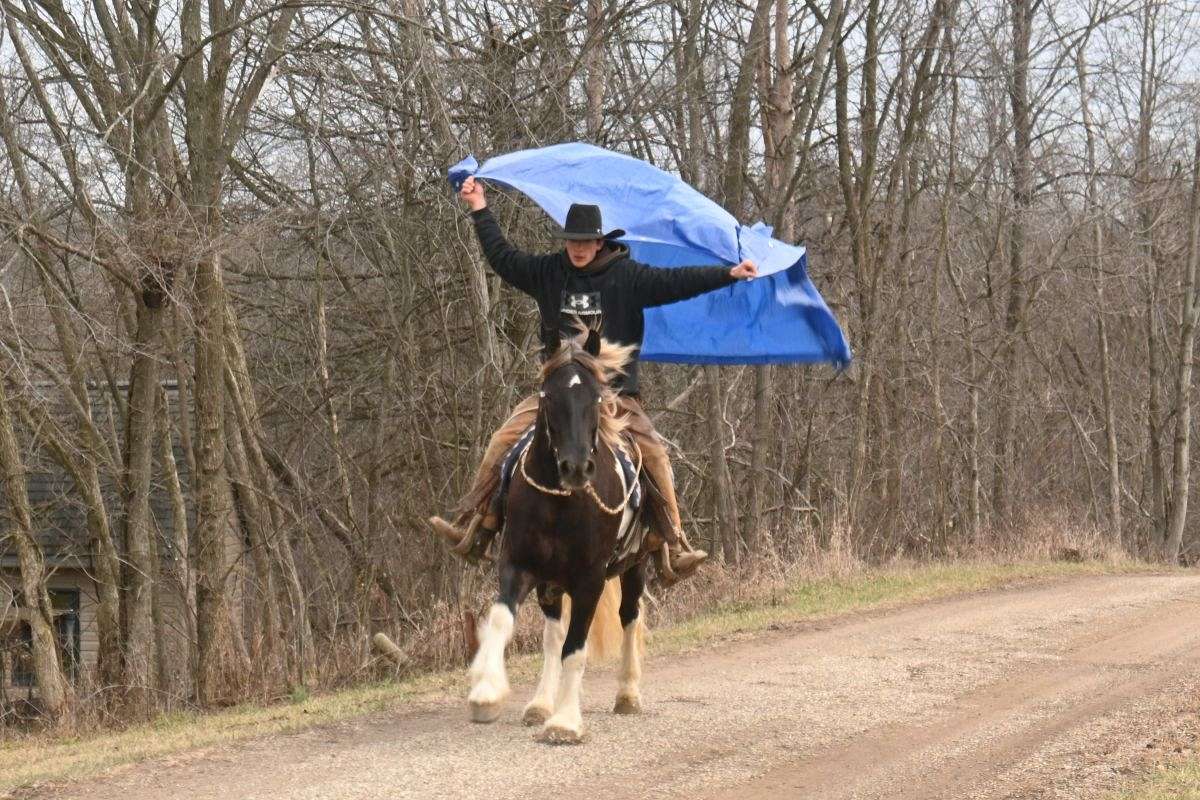Stunning Gypsy Cross Gelding