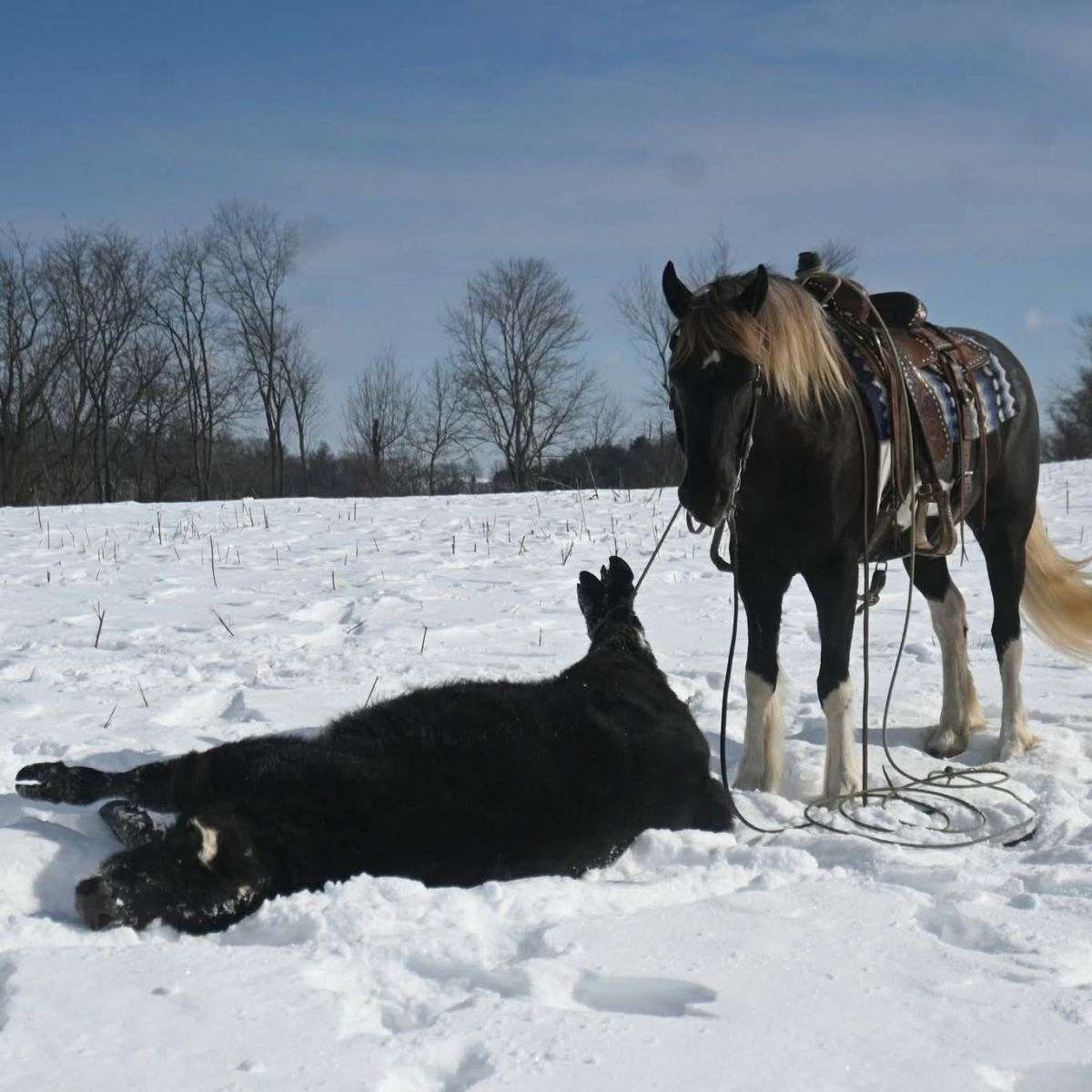 Stunning Gypsy Cross Gelding