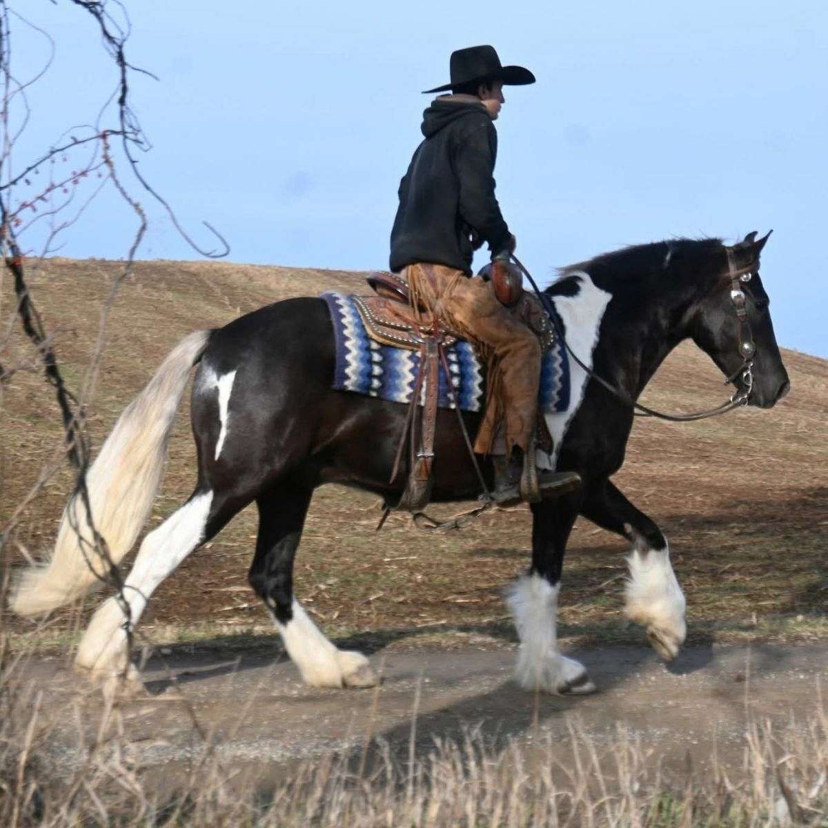 Stunning Gypsy Cross Gelding