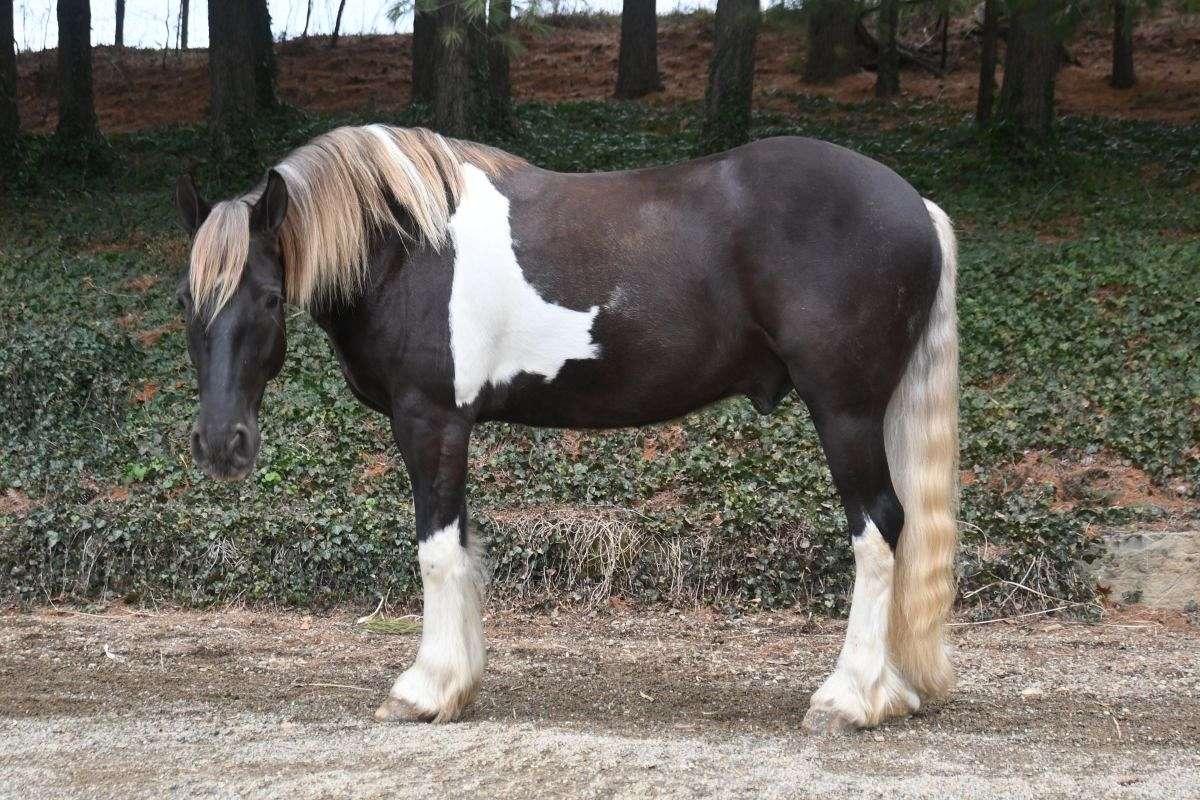 Stunning Gypsy Cross Gelding