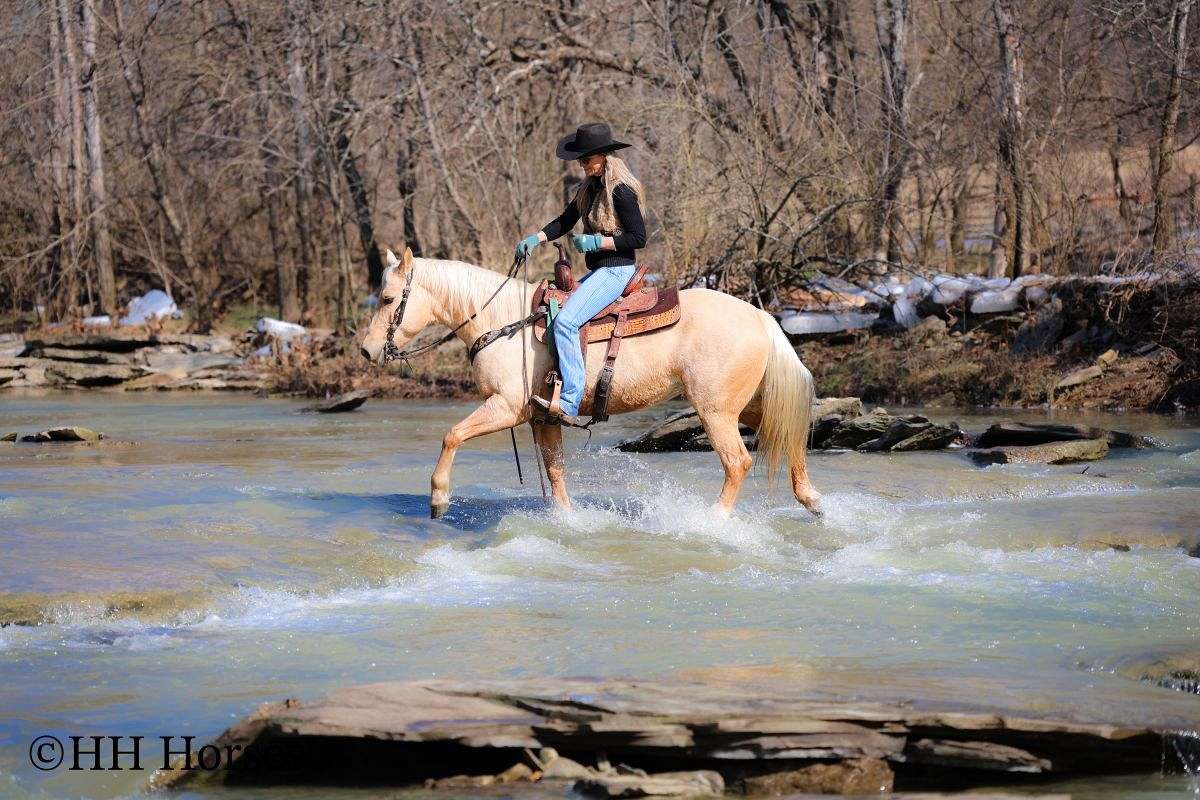 Very Responsive, Handy, Fun Palomino QH Mare, Ropes, Ranch, Pen, Sort Trail