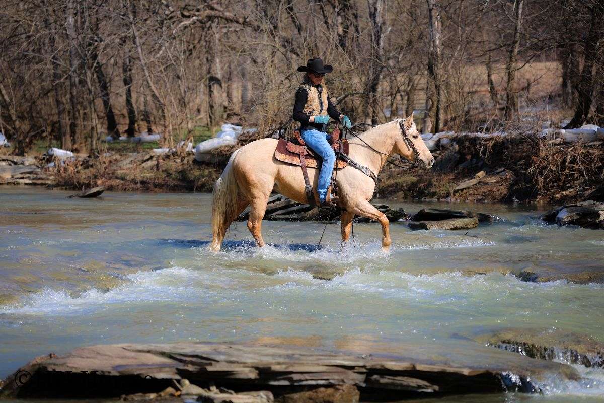 Very Responsive, Handy, Fun Palomino QH Mare, Ropes, Ranch, Pen, Sort Trail