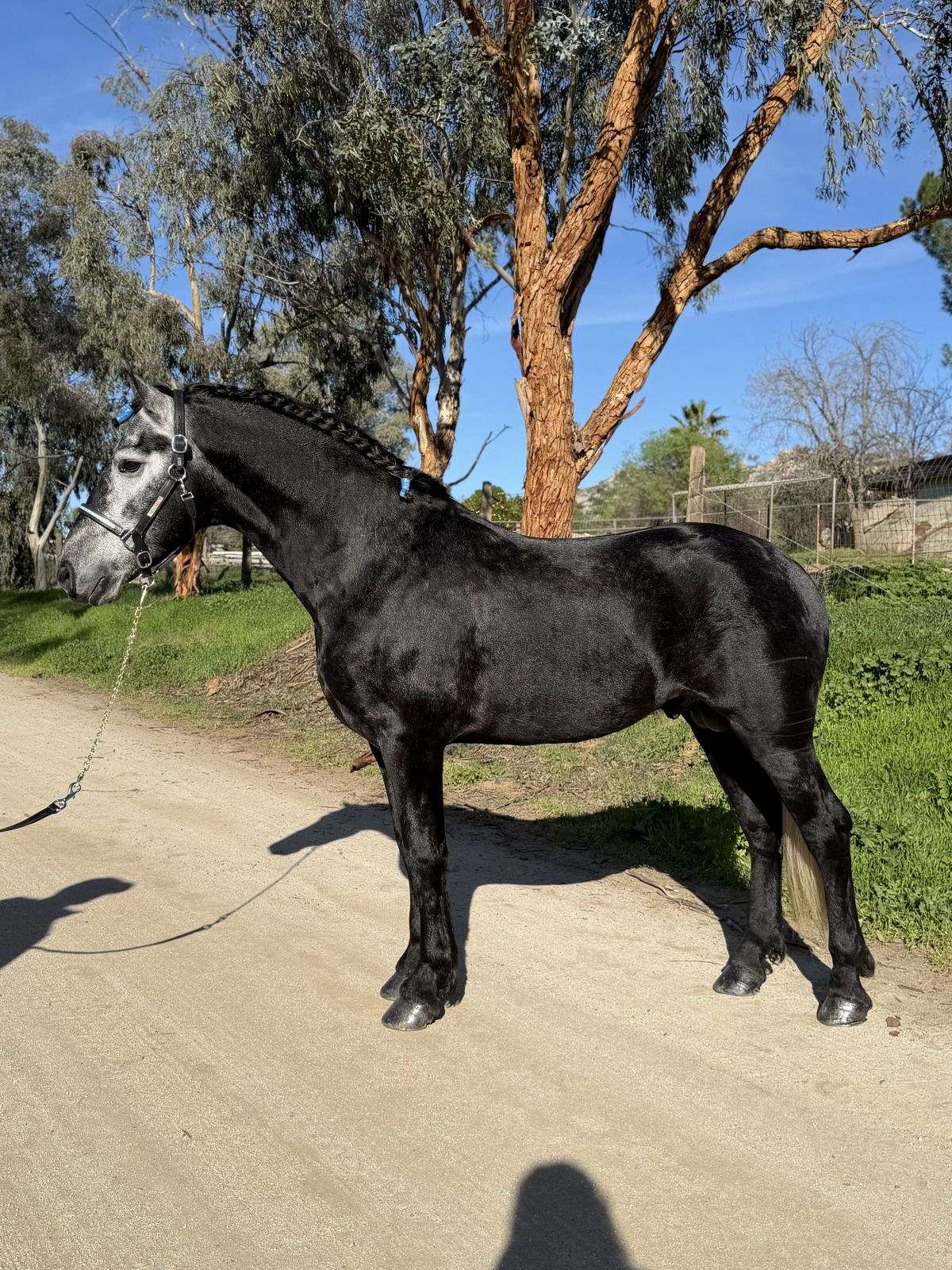 Warlander Gelding