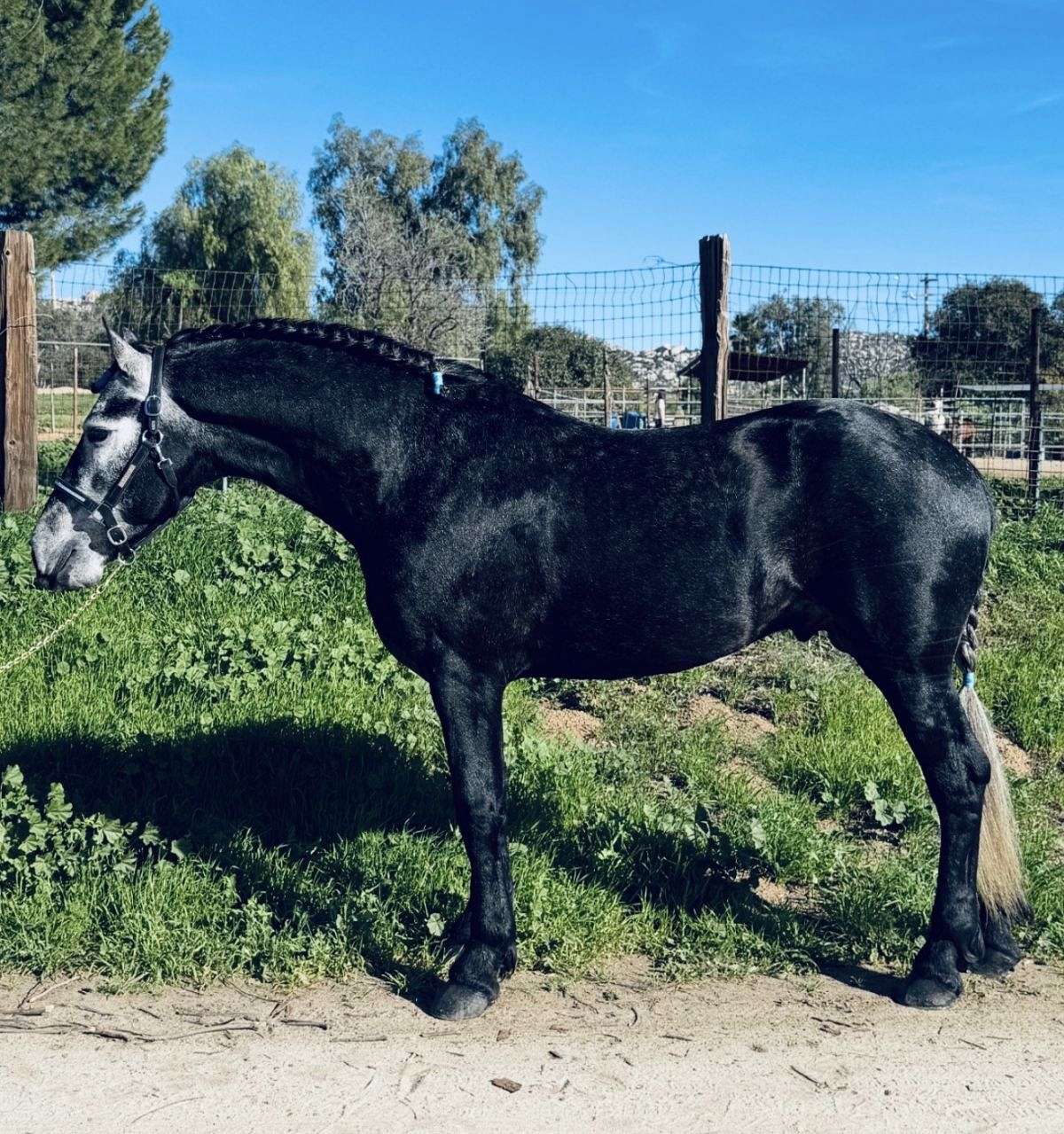 Warlander Gelding