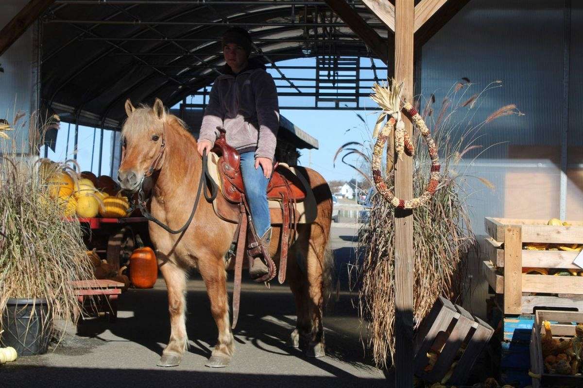 Hershey's Teddy - Beginner Safe Kids Pony 10 yo Buckskin QH X Pony Gelding!