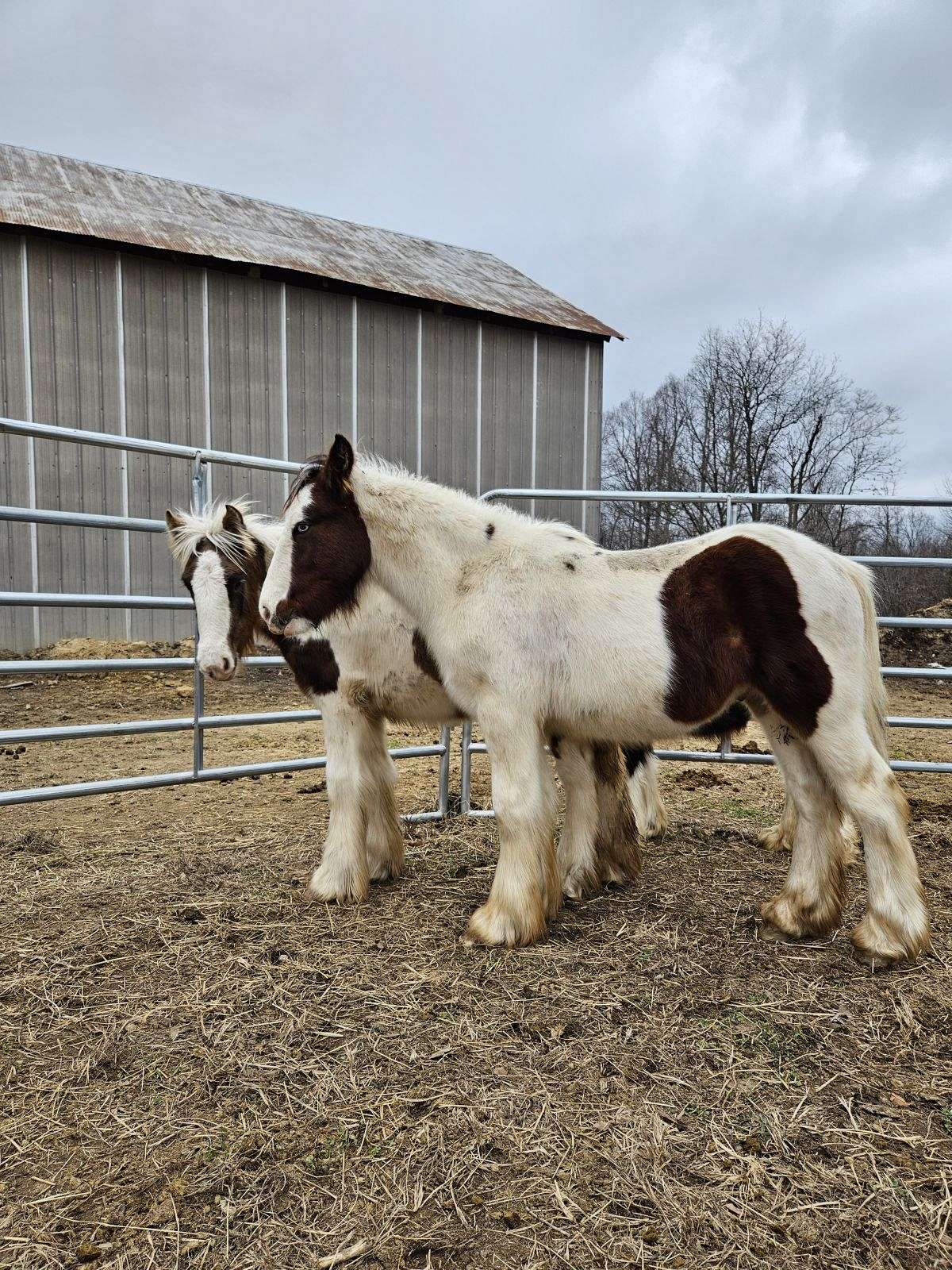 Blue Creek's Hinto Homozyous Tobiano Colt GVHS