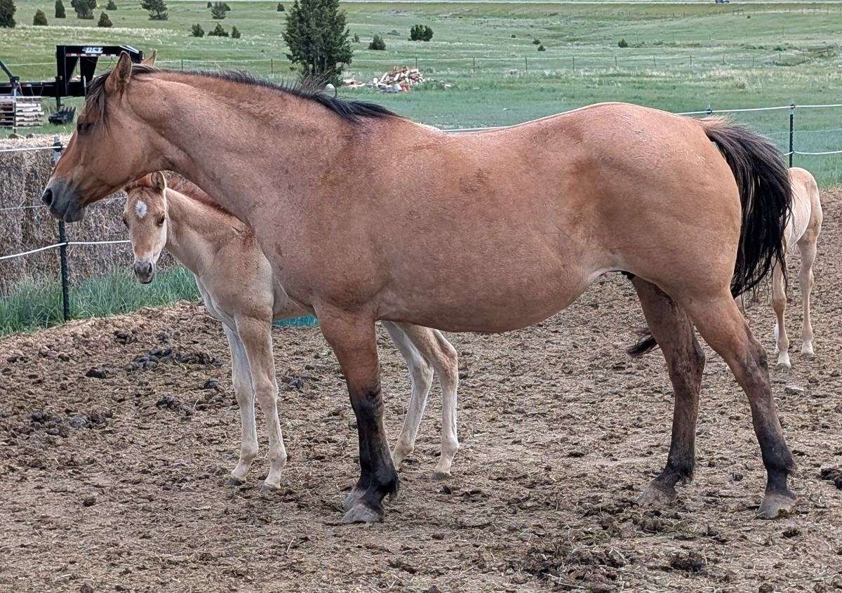Bay Dun Roan Mare - Snipper Music Grand Daughter