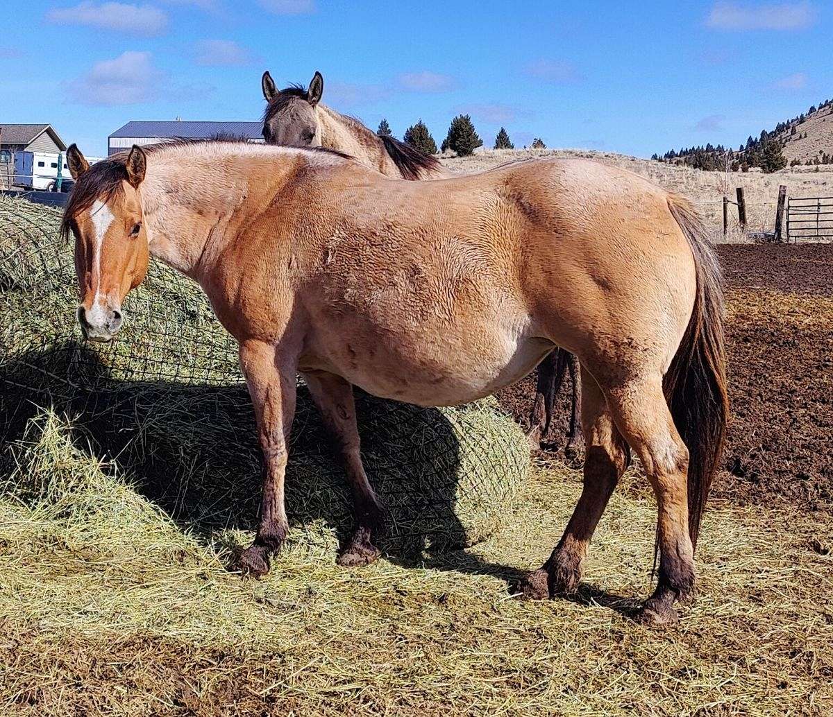 Bay Dun Roan Mare - Snipper Music Grand Daughter